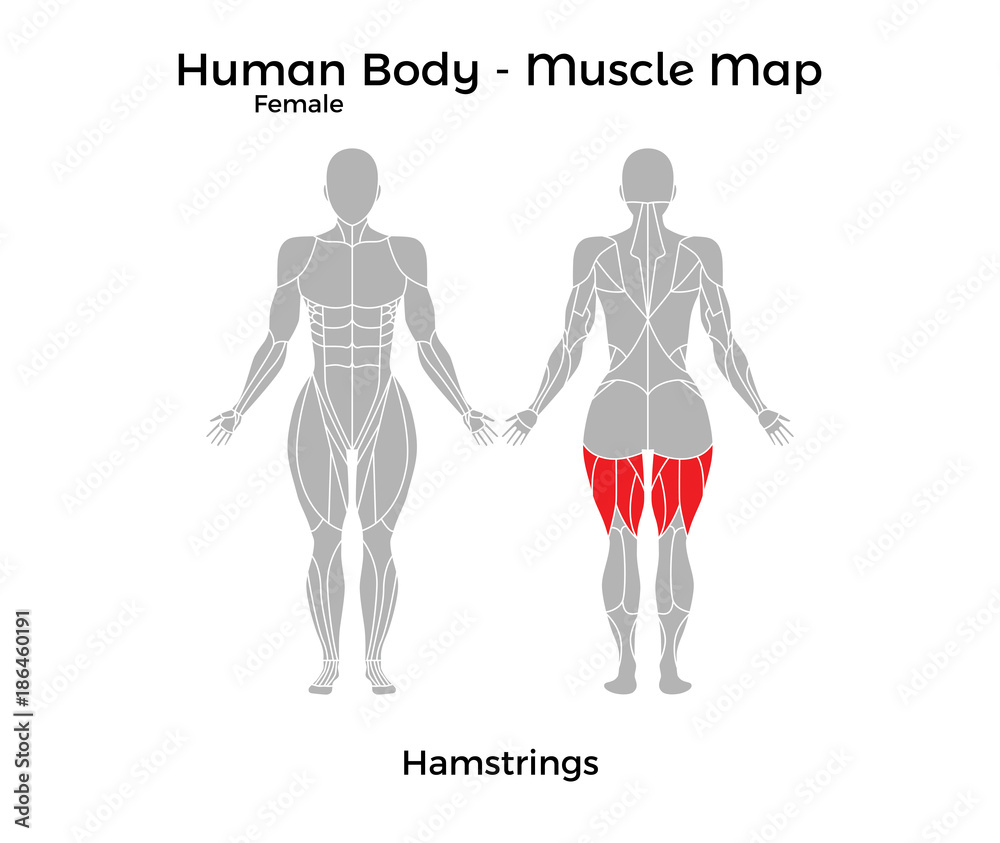 Poster Female Human Body - Muscle map, Hamstrings – Veggbilde | Europosters