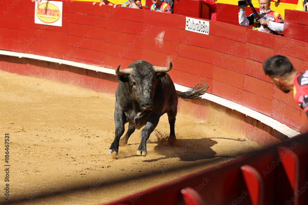 toro bull uro bou astado lidia bravo dangerous bull riesgo Stock-Foto ...