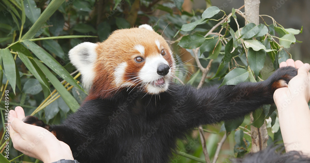 Cute Red panda giving hand to trainer Stock Photo | Adobe Stock