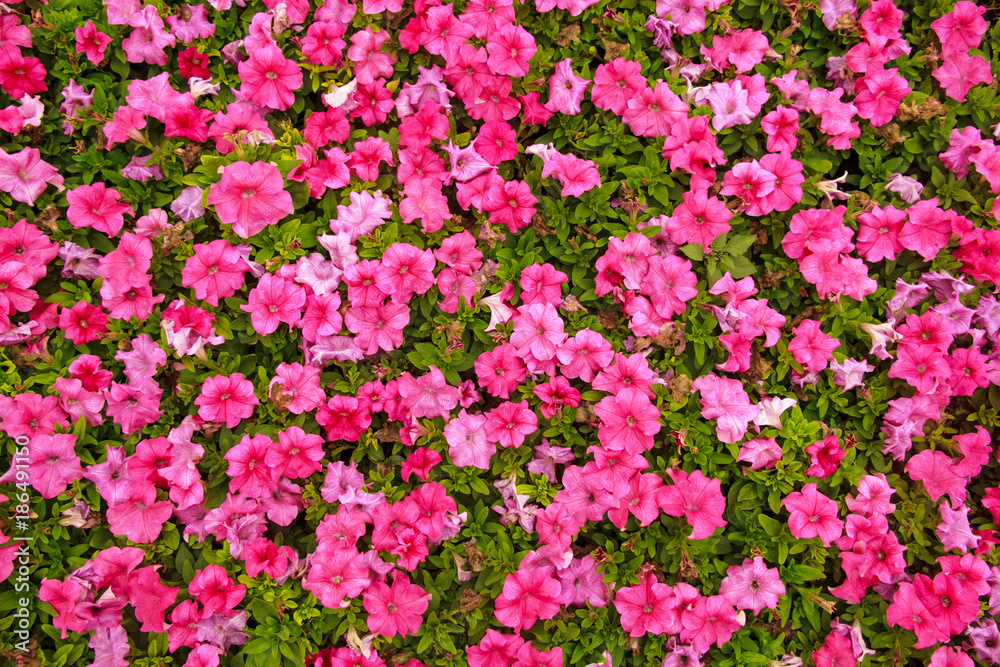 petunia, bird's-eye view, pink flowers image Stock Photo | Adobe Stock