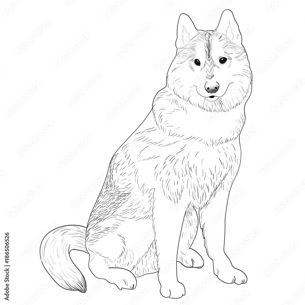 Dog Sitting Down Drawing