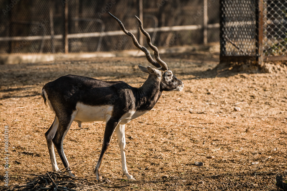 Black Deer Buck