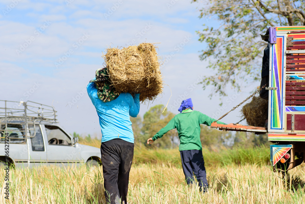 Thai farmer harvest and carry rice straw to truck for livestock Stock ...