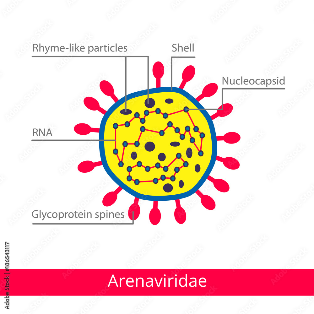 Arenaviridae. Classification of viruses. Vector biology icons, medical ...