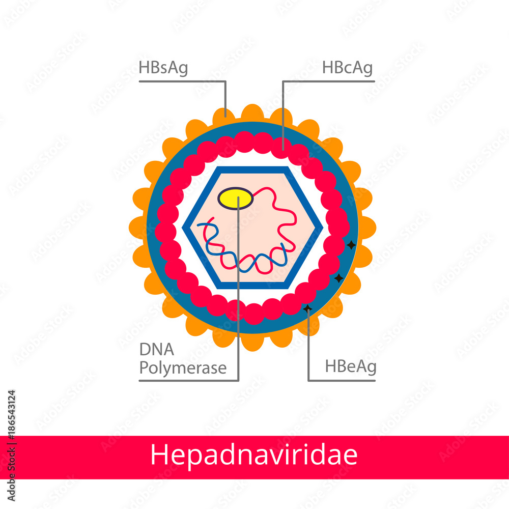 Hepadnaviridae. Classification of viruses. Vector biology icons ...