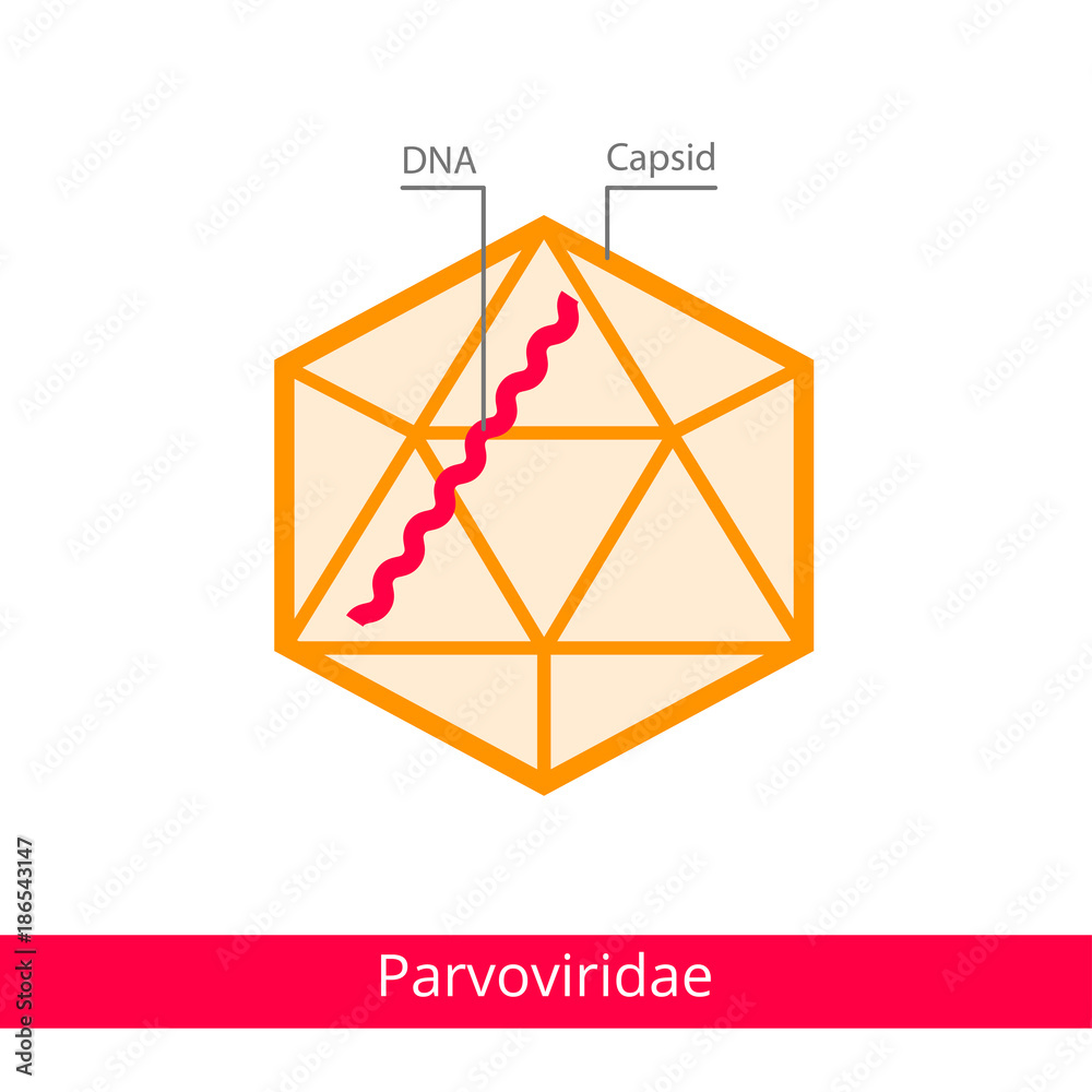 Parvoviridae. Classification of viruses. Vector biology icons, medical ...