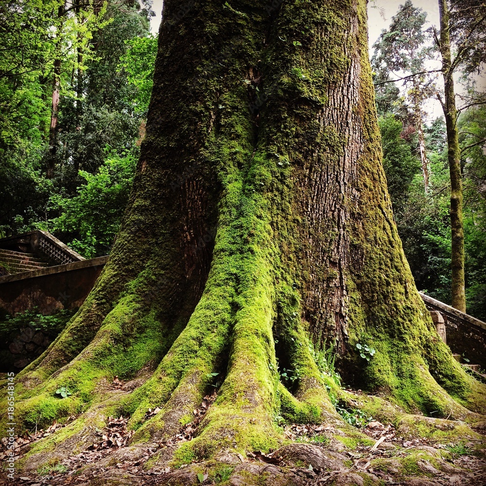 Tree roots foto de Stock | Adobe Stock