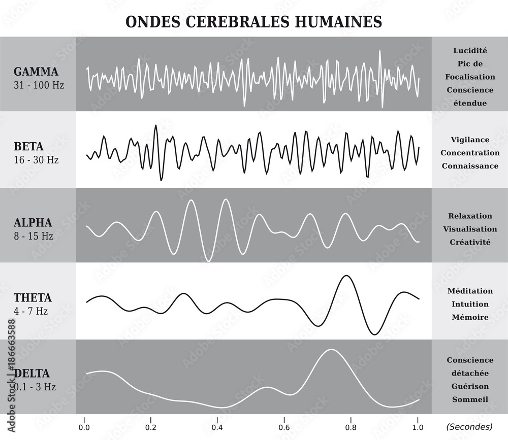 Ondes Cérébrales Humaines Diagramme / Illustration Noir et Blanc ...