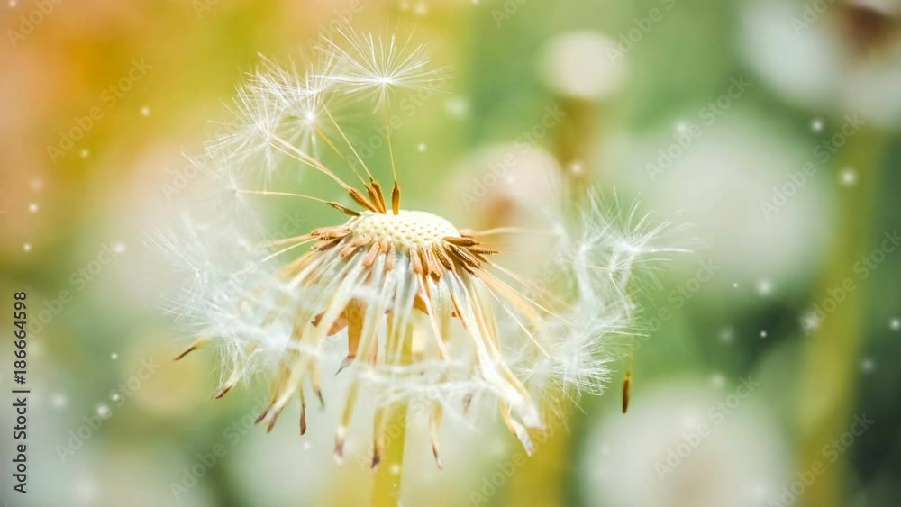 Bald dandelion closeup on blurred background with a filter or effect ...
