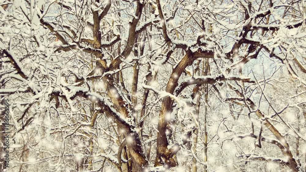 Winding Twisting branches and trunks of trees covered with snow ...