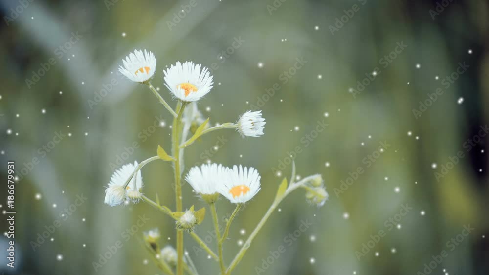 Small flowers with white petals and yellow stamens on a dark green ...
