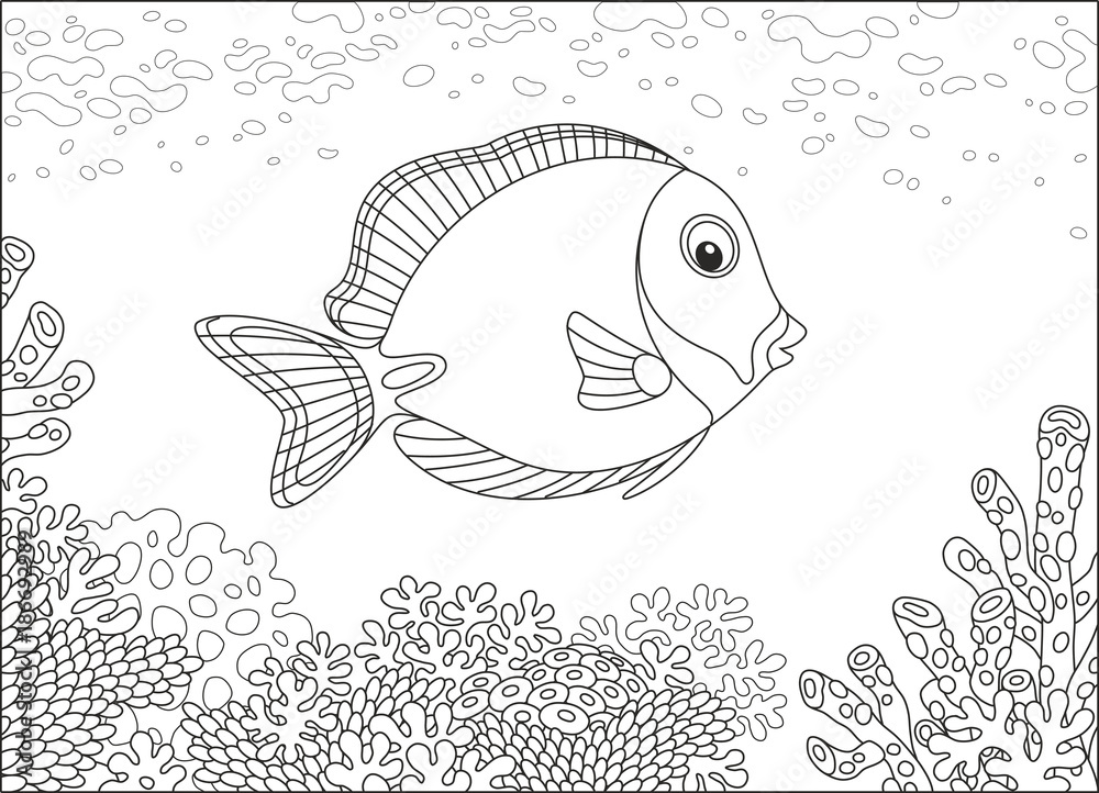 A surgeon fish swimming over a coral reef in a tropical sea, a black ...