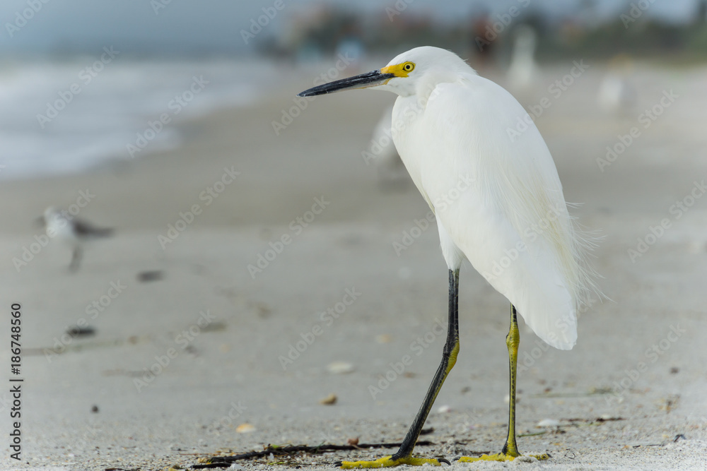 Egret With Yellow Feet