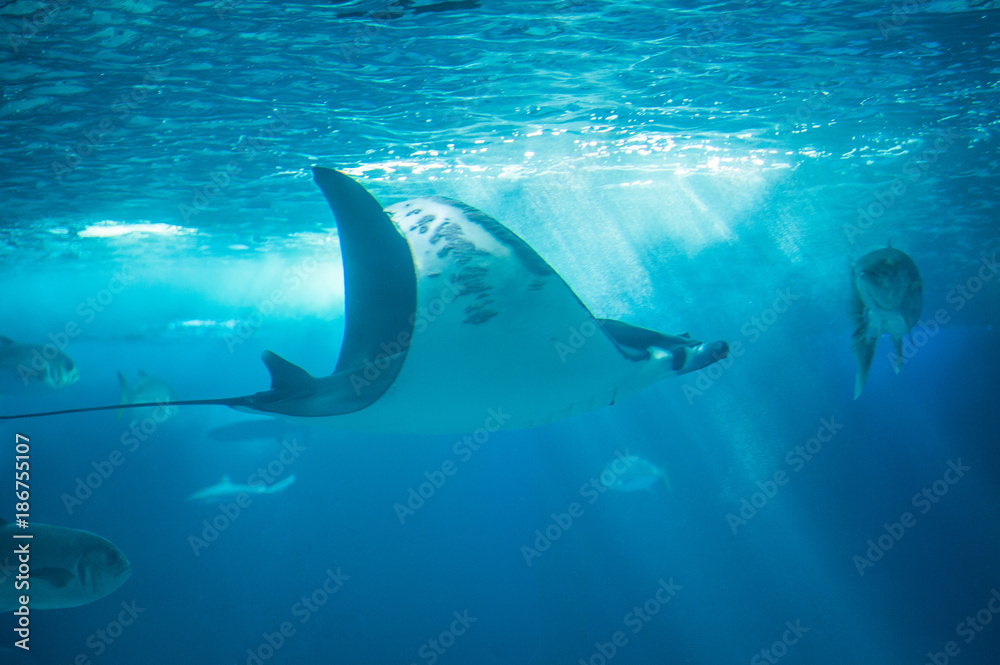 The devil fish or giant devil ray (Mobula mobular), an endangered ...