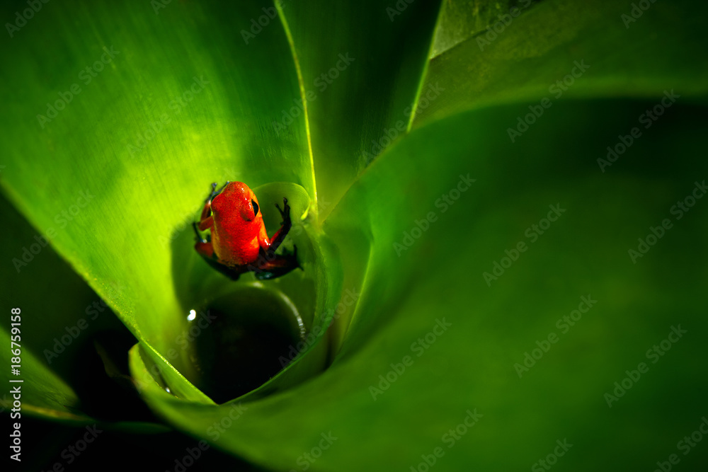 Foto de Red Strawberry poison dart frog, Dendrobates pumilio, in the ... Foto de Red Strawberry poison dart frog, Dendrobates pumilio, in the ...