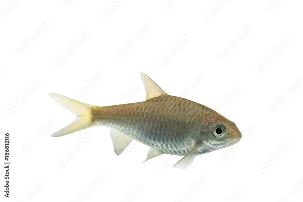 Puntius brevis(Swamp barb),Fresh raw fish isolated on white background ...