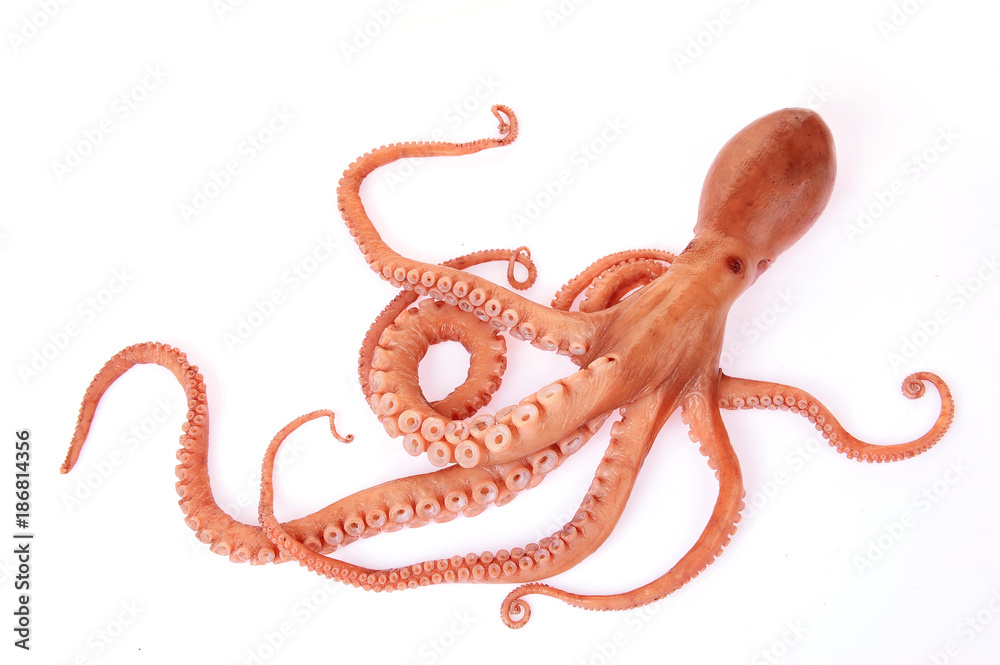 Octopus on a white background Stock Photo | Adobe Stock
