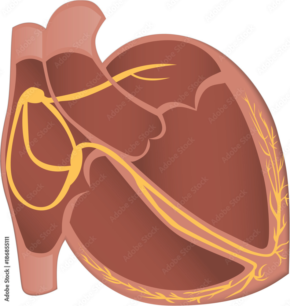 Poster Heart conduction system vector illustration. – Wall Art | UkPosters