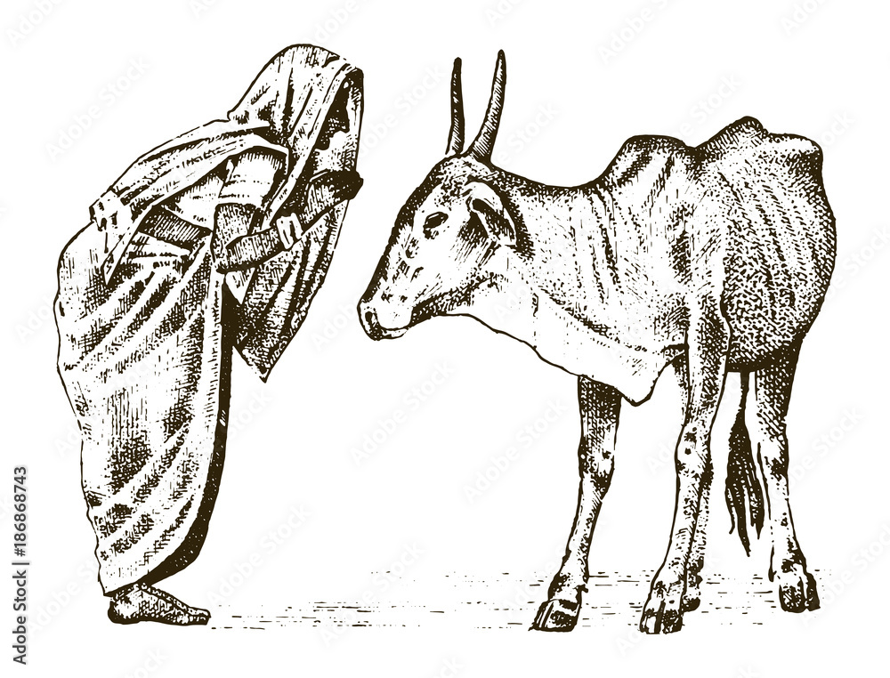 Hindu monk with a sacred Indo-Aryan cow in India. traditional animal ...