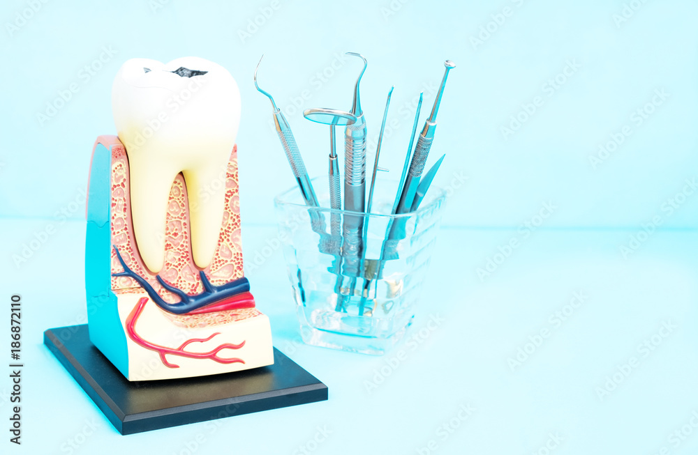 tooth anatomy on blue background. Stock Photo | Adobe Stock