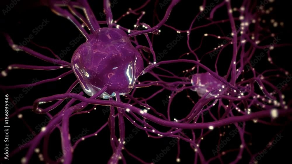 Human neurons with firing synapses. 4K UHD animation. Seamless loop ...