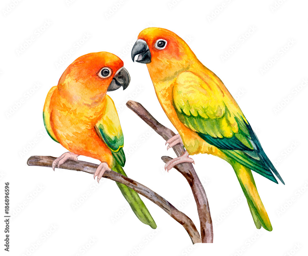 Sun Conure. Parrot Sun Parakeet isolated on white background. Yellow ...