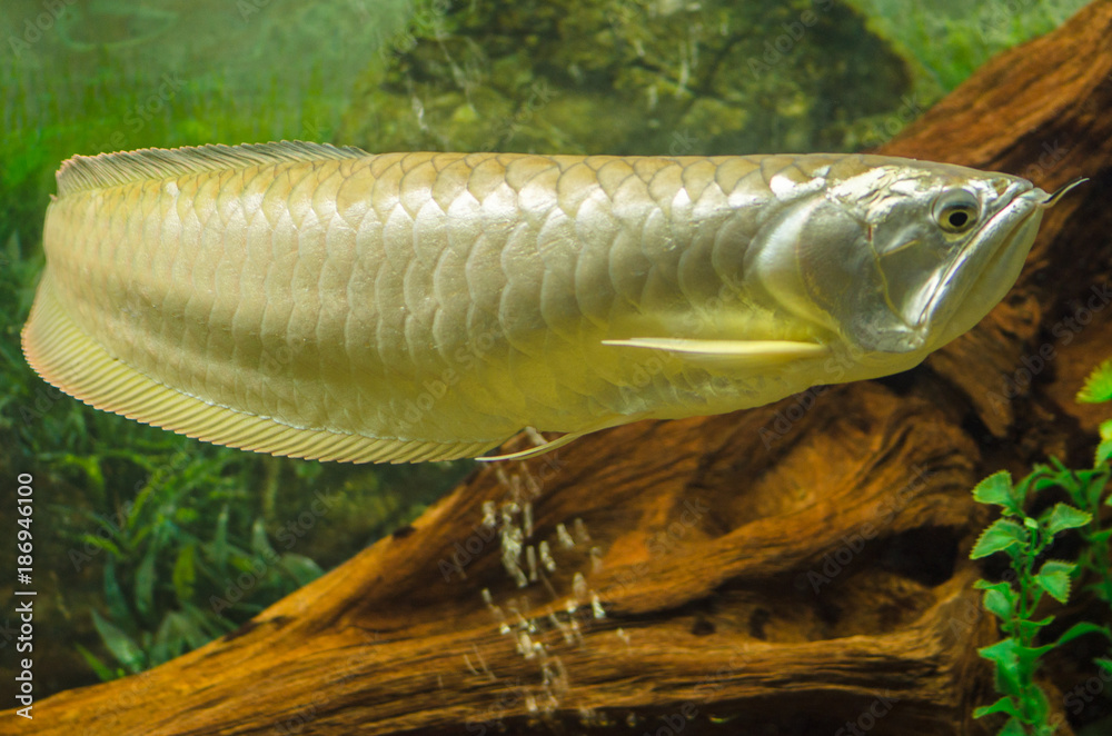 Aravana fish in the aquarium Stock Photo | Adobe Stock