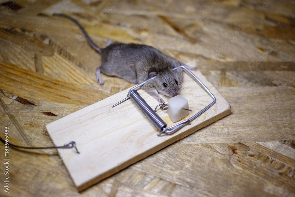 Dead mouse in a mousetrap on the floor. Stock-Foto | Adobe Stock