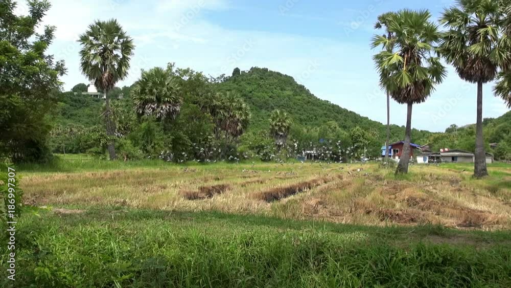 Stockvideon A flock of feral pigeons explode from a harvested rice ...