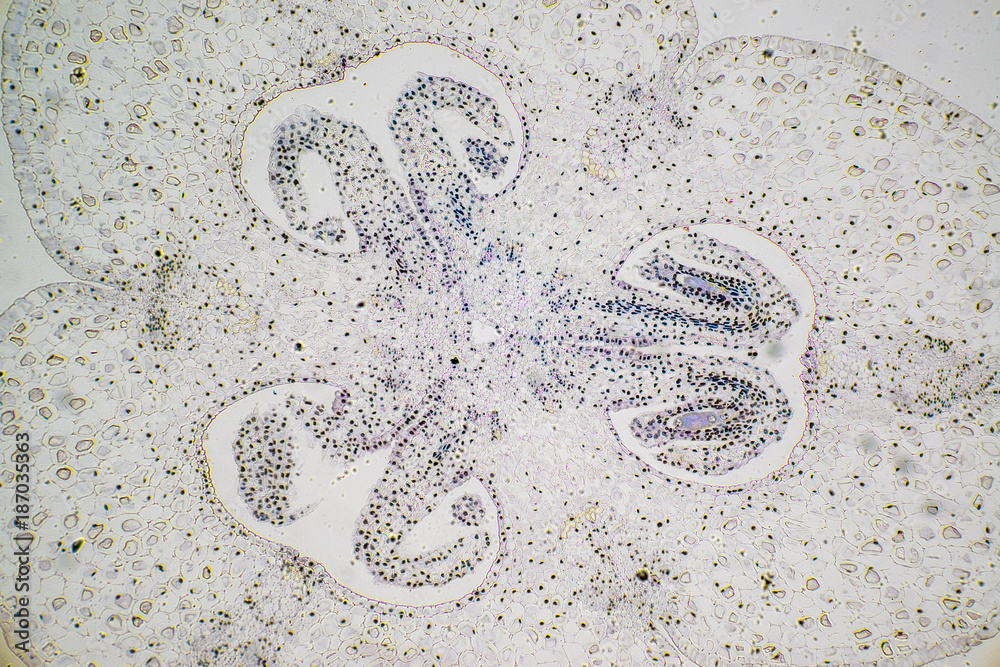 Lily ovary plant cells light micrograph Stock Photo | Adobe Stock