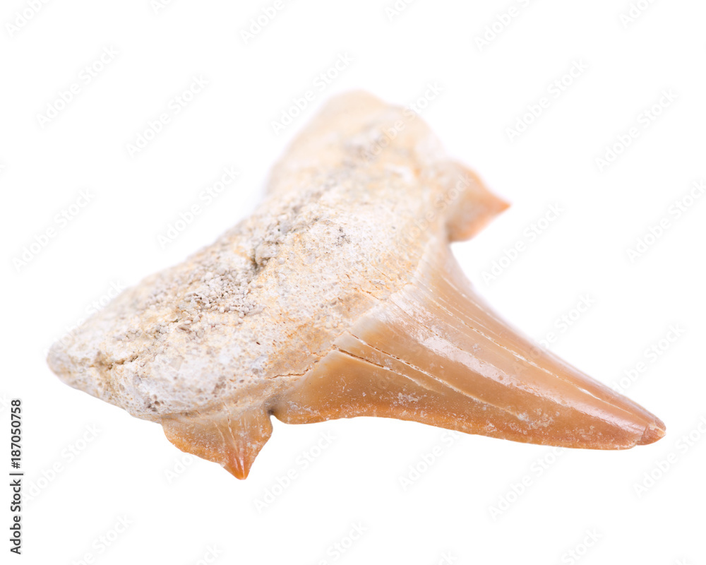 Authentic fossilized prehistoric shark tooth from Morocco isolated on ...