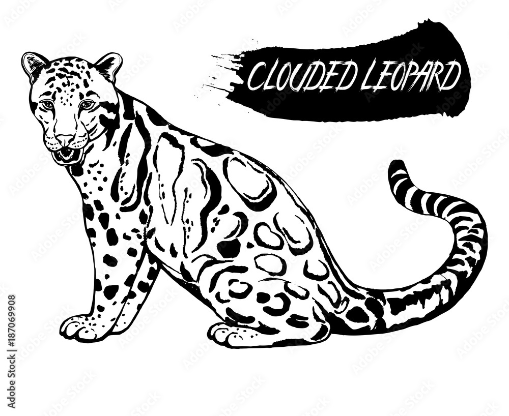 Hand drawn sketch style clouded leopard. Vector illustration isolated ...
