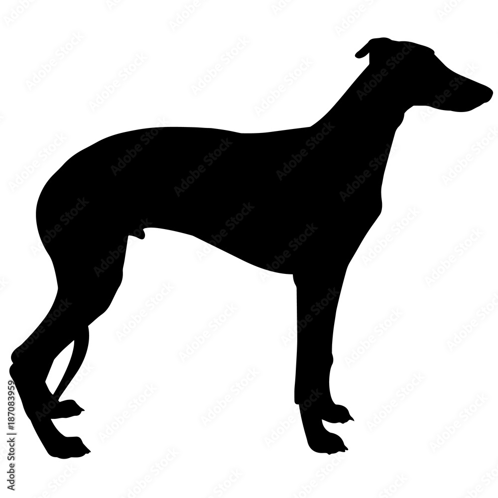Whippet Silhouette Vector Graphics Stock Vector | Adobe Stock
