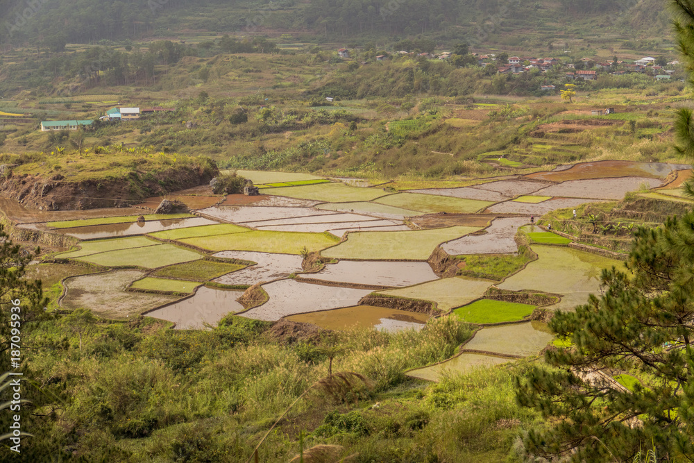 Stepped Of Rice Terraces In Benguet, Ifugao. Stock Photo | Adobe Stock