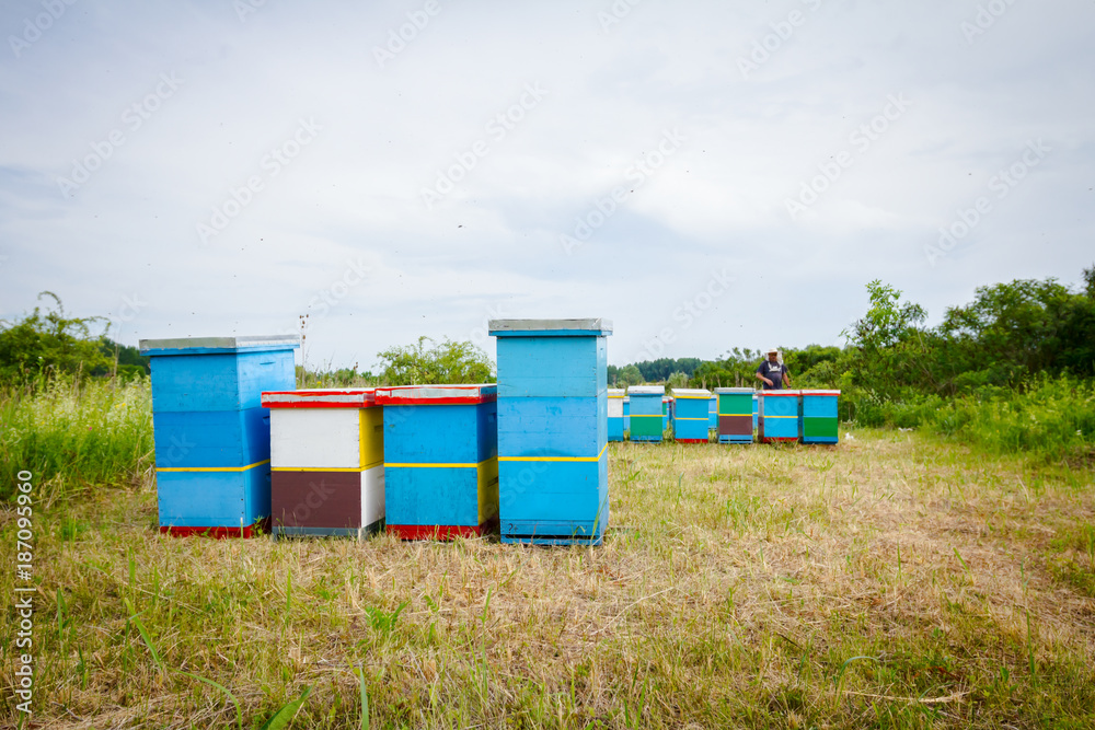 Row of beehives on the pasture, apiary, Bee farm Stock Photo | Adobe Stock