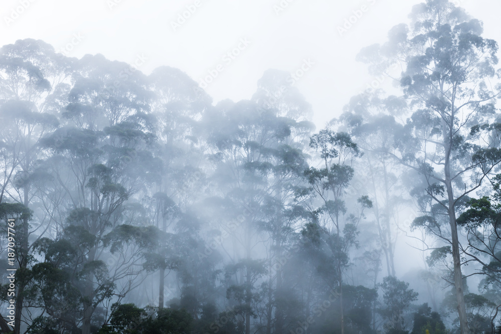 Trees in blue fog in Kodaikanal, India Stock Photo | Adobe Stock