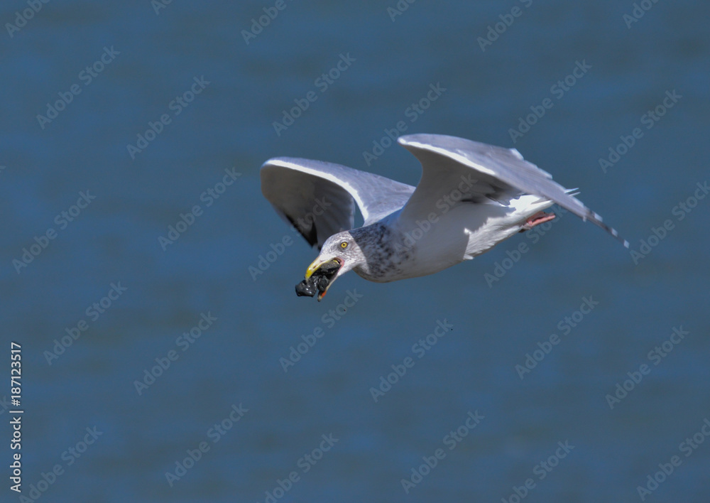 Seagull hunting mussels Stock Photo | Adobe Stock