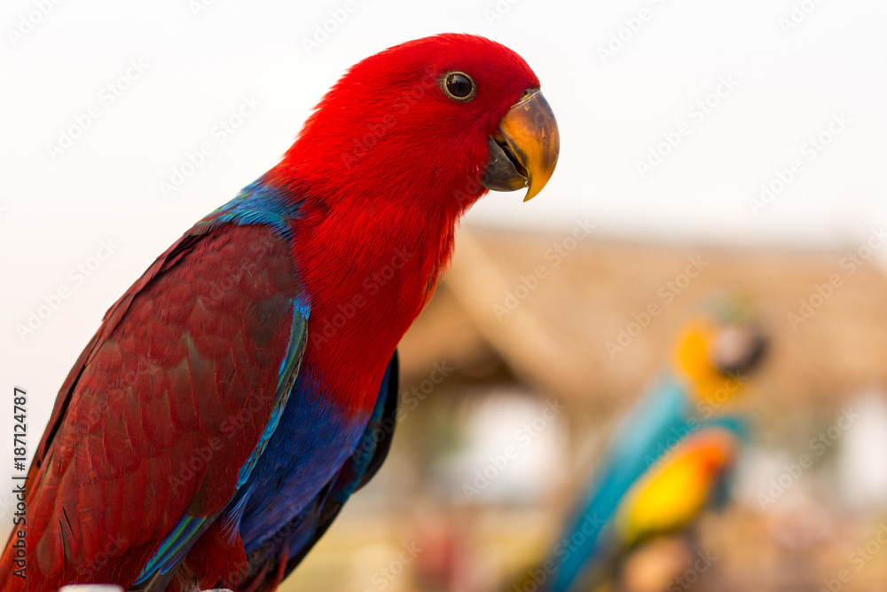 Bright Colored Animal Backgrounds