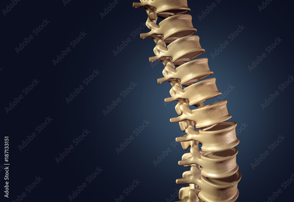 Skeletal Human Spine Stock Illustration | Adobe Stock