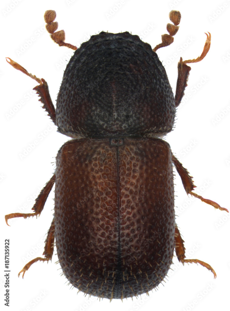 Dinoderus brevis is a species of wood-boring beetle from family ...