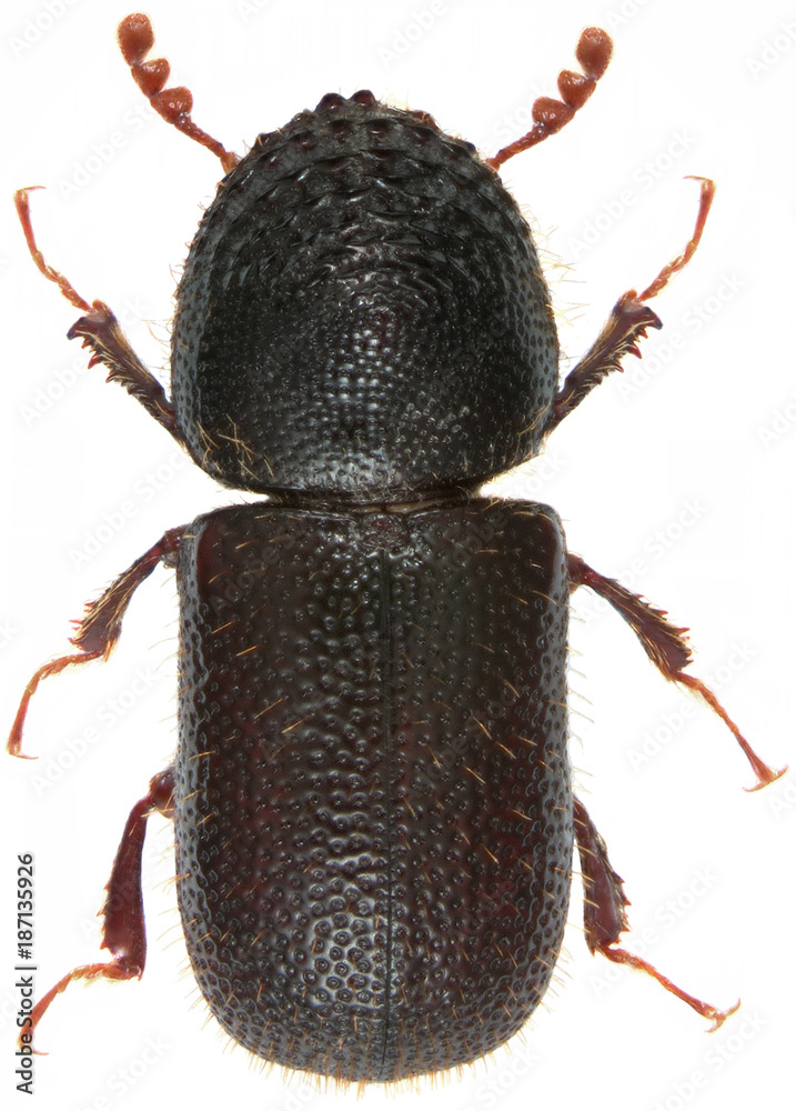 Dinoderus japonicus is a species of wood-boring beetle from family ...