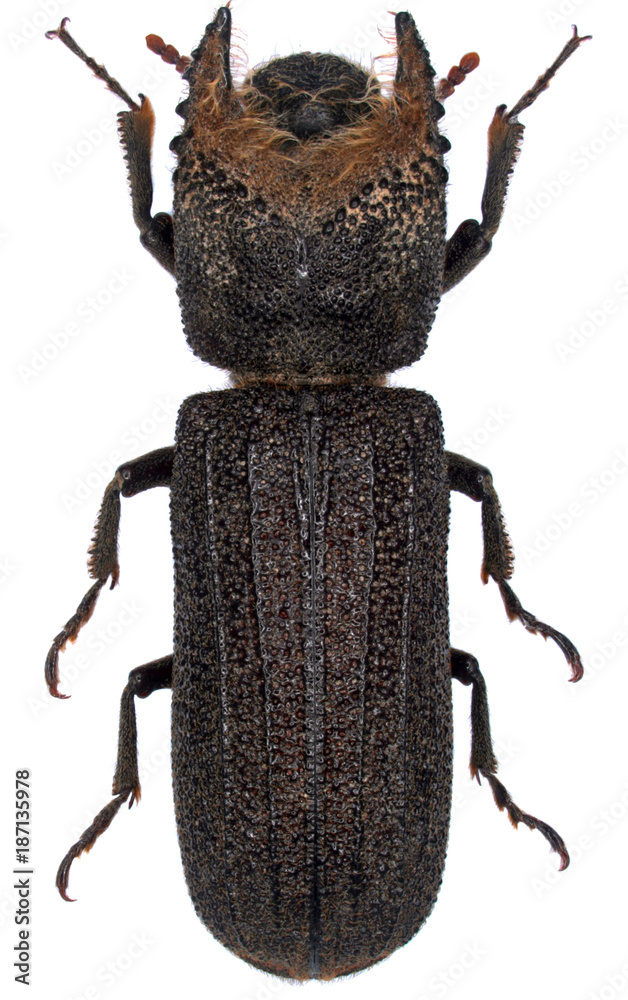 Male of Bostrychoplites cornutus it is a beetle from family ...