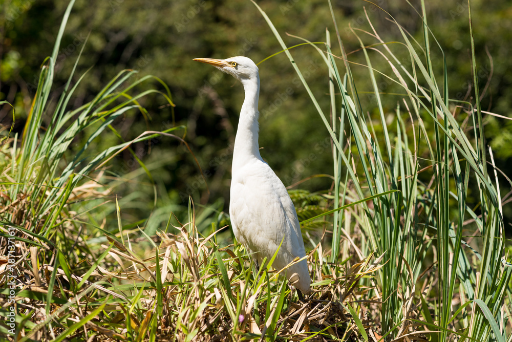 The eastern great egret has a wide distribution throughout Asia and ...