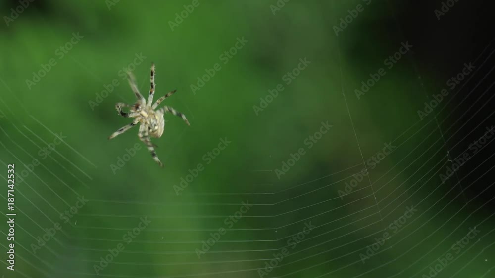 Spider making its web Stock Video | Adobe Stock
