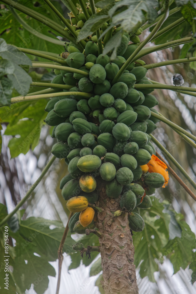 Le papayer et ses fruits papayes très appréciés en Guyane française ...