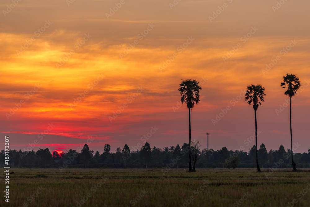 Colorful red sun disk rising in the rice field with Sugar palm tree ...