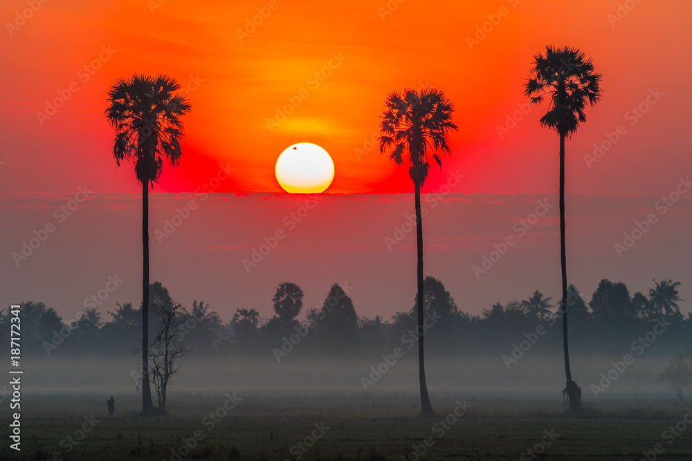 Colorful red sun disk rising in the rice field with Sugar palm tree ...