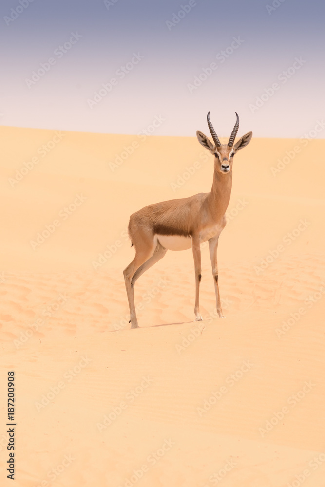 Arabian gazelle, Dubai Desert Conservation Area, UAE Stock Photo ...