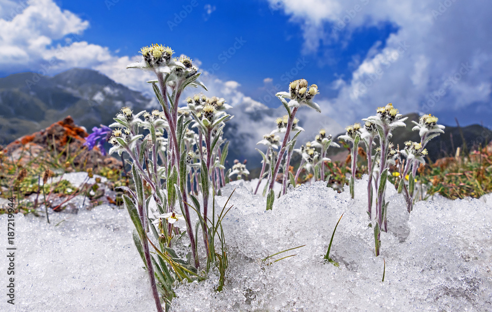 Edelweiss (Leontopodium alpinum) among the melting snow on the background of mountains and ...