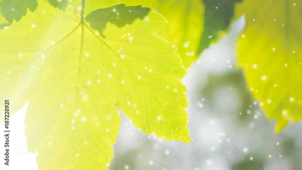 Spring leaf close-up with sunlight with many soft flying white poplar ...